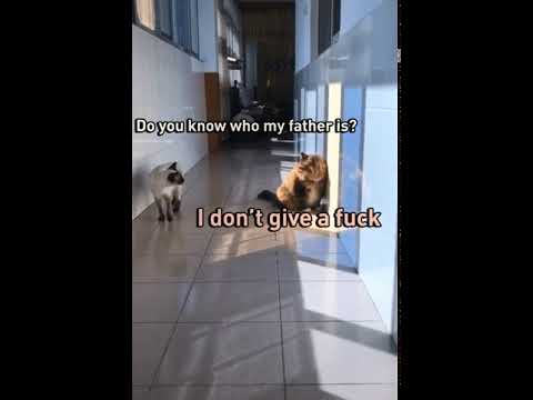 Cat fight in the hallway with subtitles