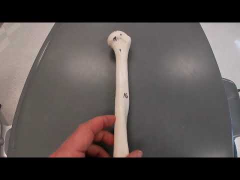 Bone Markings of the Humerus _Practice Quiz