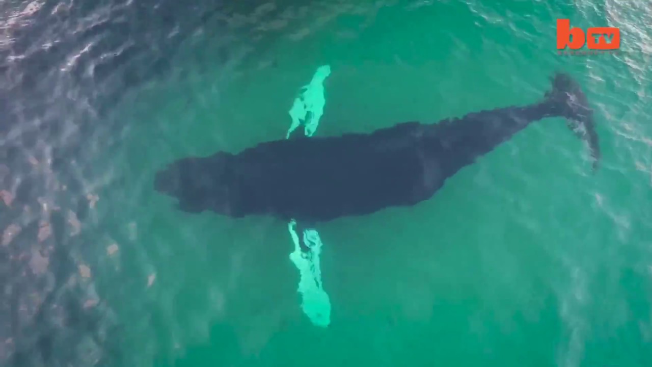 What do Whales and Dolphins eat? | Fun Fact Fridays TERRA AZUL™