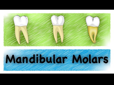Mandibular Molars