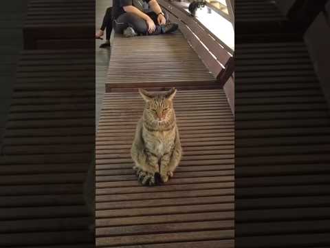 Cat open aircraft ears #cutecat