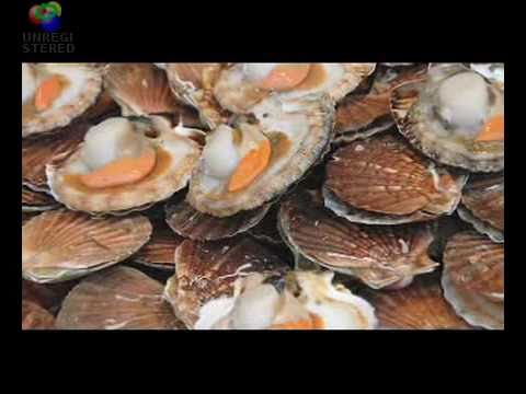 Santa Monica Seafood Plant Tour