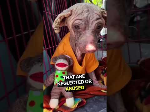 Lonely dog rescued #shorts #dog #rescue