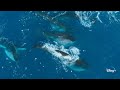 Watch Stunning Video of a Fin Whale Feeding Frenzy - Nerdist