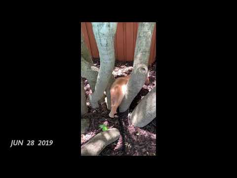 Gertie the Goldie’s First Month With Us