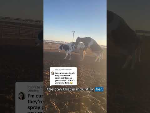 Why are there colored marks on a cow’s tail?