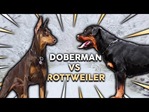 DOBERMAN vs ROTTWEILER! What's The Best Family Guard Dog?
