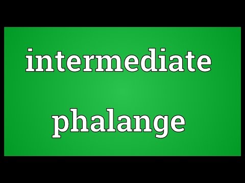 Intermediate phalange Meaning