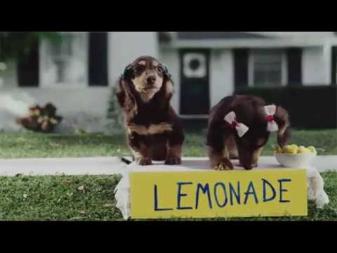 Dogs Gifs Montage