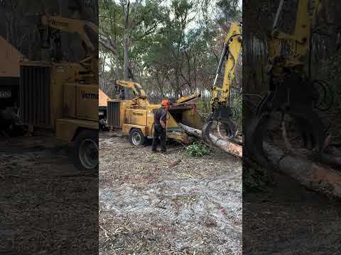 Vermeer BC1800XL Chipper Being Fed on Fraser Island