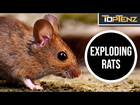 10 Curious Examples of Animals in Warfare