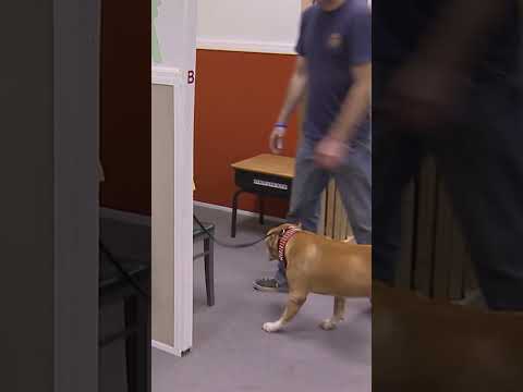 Terrified dog is saved by Cesar's dog Daddy! #dogwhisperer #dog #cesarmillan