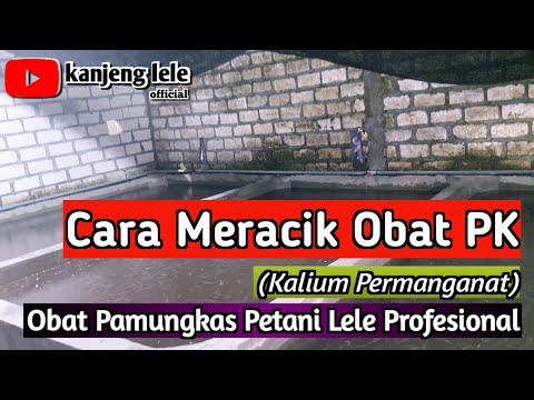 pengobatan ampuh bibit lele menggunakan serbuk pk (kalium permanganat) || kanjeng lele official