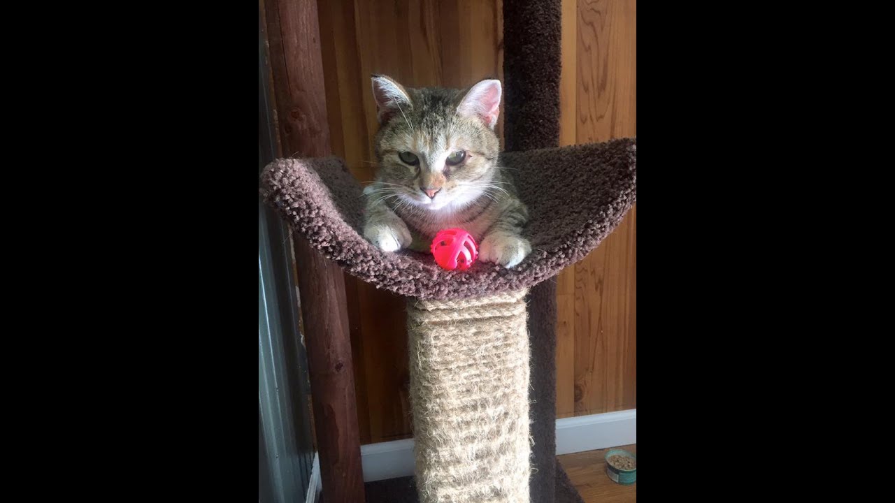 Chapter 6 Part 2 Narrated PPT