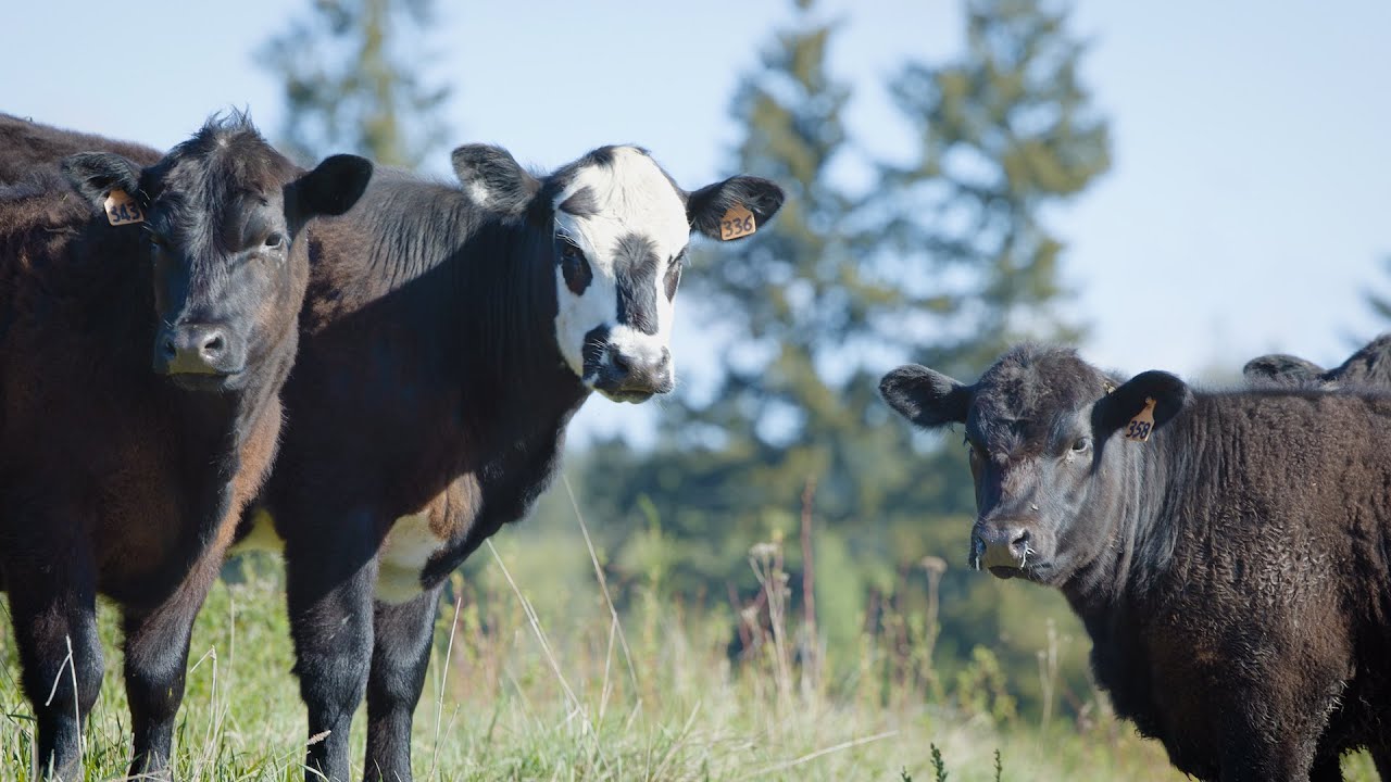 Thurston County Habitat Conservation Plan: Conservation Grazing