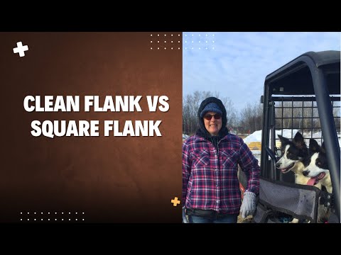 Why clean flanks are so important for your stock dog