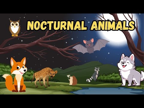 Nocturnal Animals Night Animals for Kids Night Animal Sounds