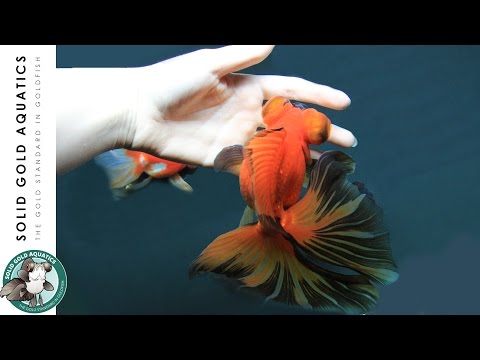 Goldfish UPDATE // Butterfly Telescopes in 75 Gallon Tank