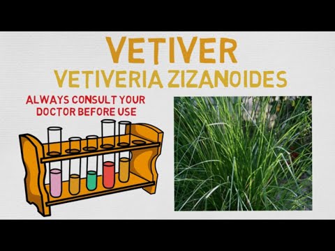 Essential Oil Breakdown: Vetiver Oil! Benefits, Uses, and History (Aromatherapy)