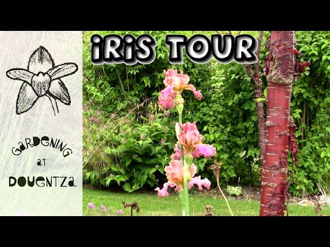 Iris Tour of my Garden