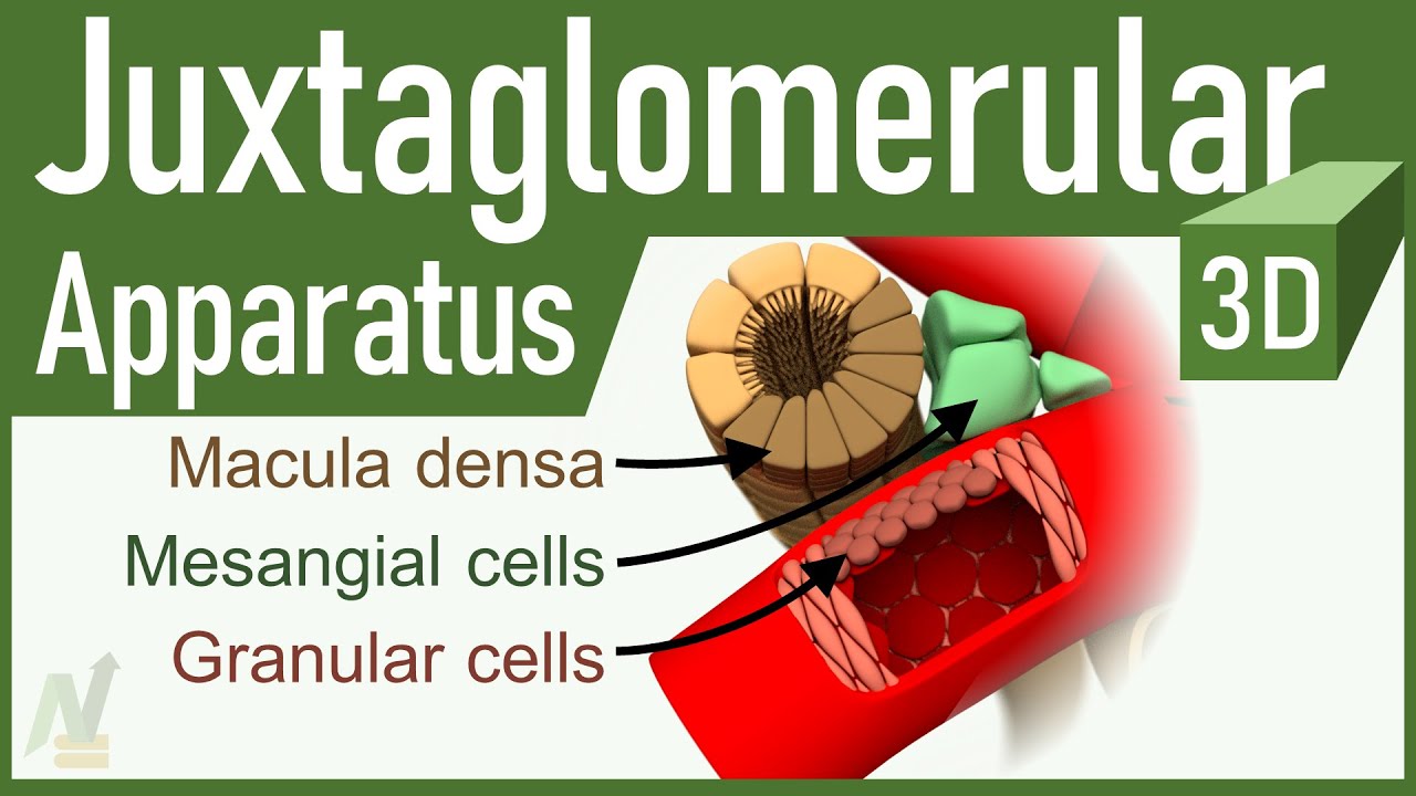 05. Juxtaglomerular Apparatus [3D]