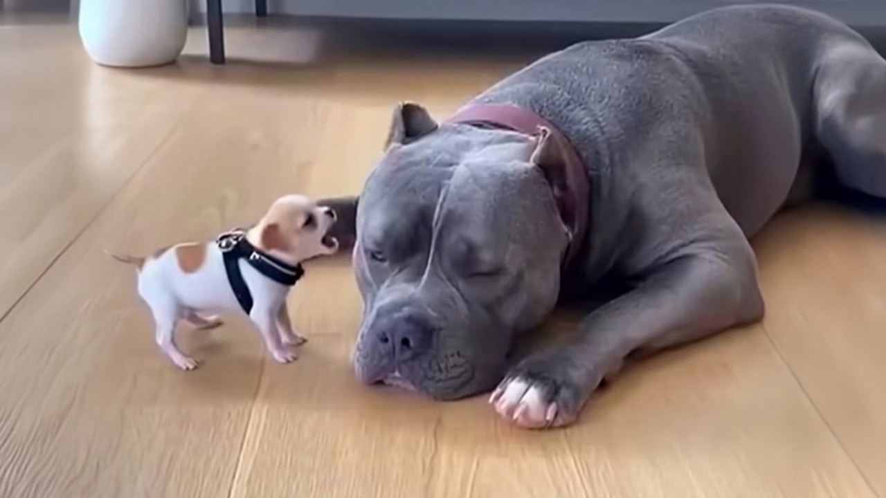 When Puppies Boss Around Big Dogs 🤣 Funniest DOGS Video 2025 Ever!