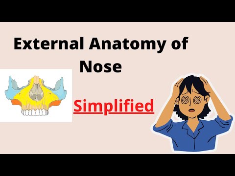 External nose anatomy