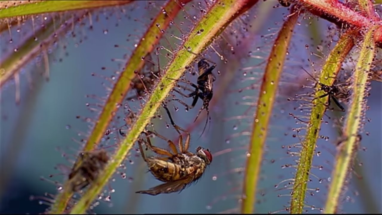 Animals Like Us - Animal Business - Documentarytube.com