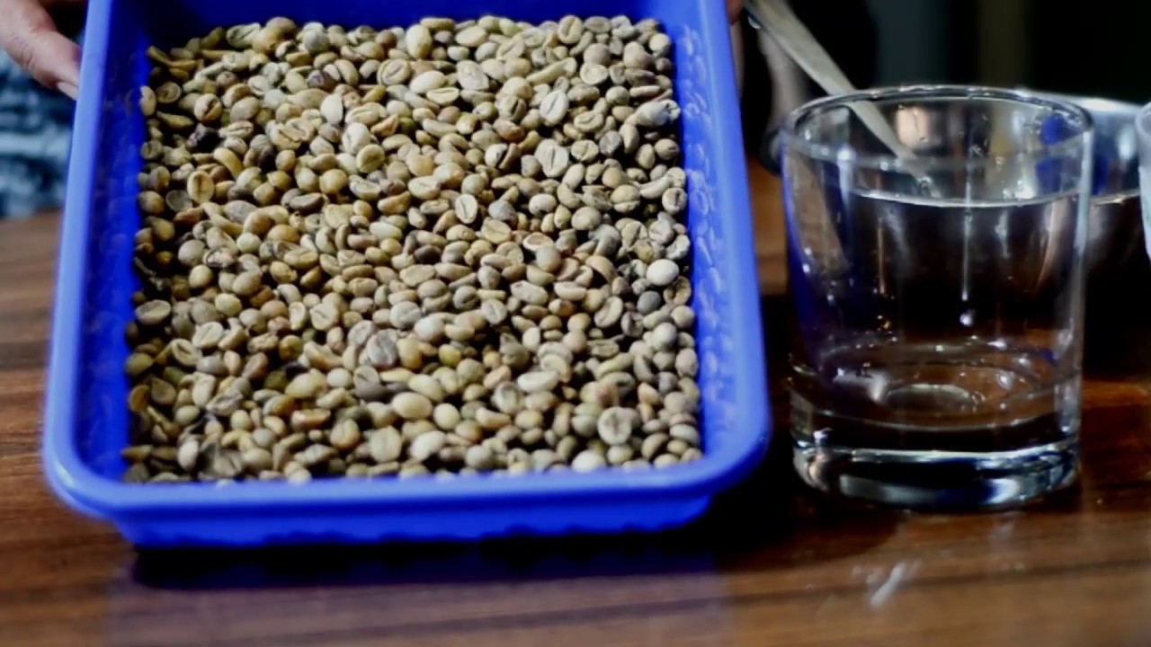 How to coffee green bean sample test