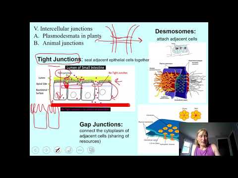 Chapter 6 intercellular junctions in animal cells