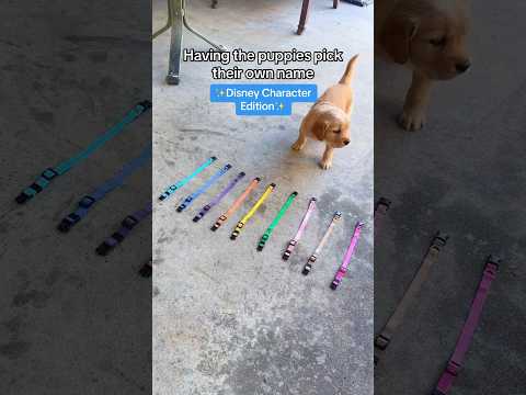 Meet the puppies ???? #goldenretriever #puppy #goldenretrieverpuppy #doglover #explorepage