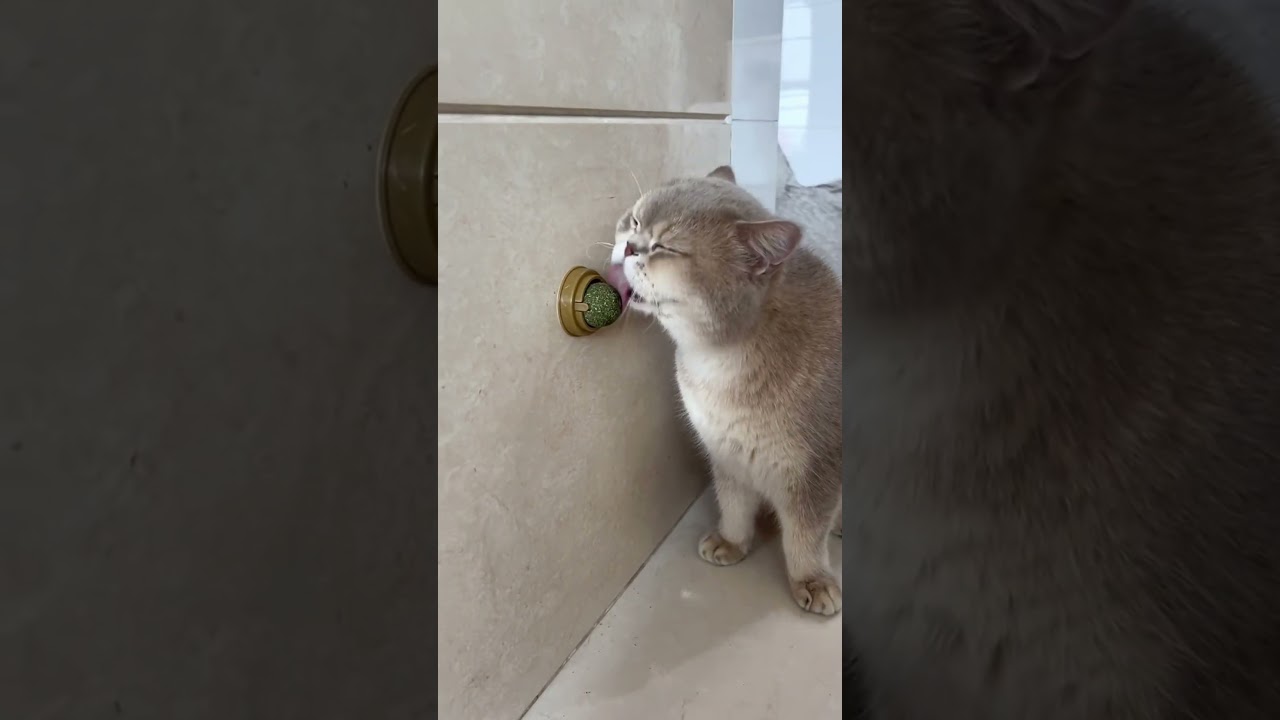 Catnip Toys Your Feline Friend Can’t Resist! #cat