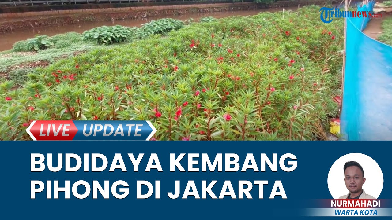 Dapat Cuan, Irma Manfaatkan Lahan Kosong Milik Pemprov DKI Jakarta ...