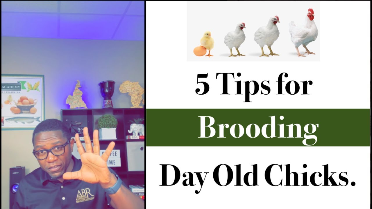 How to Brood Chicks in your Poultry Farm