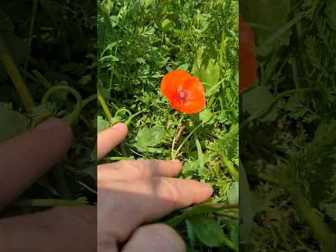 Small Poppy flower (Red, Opiates)