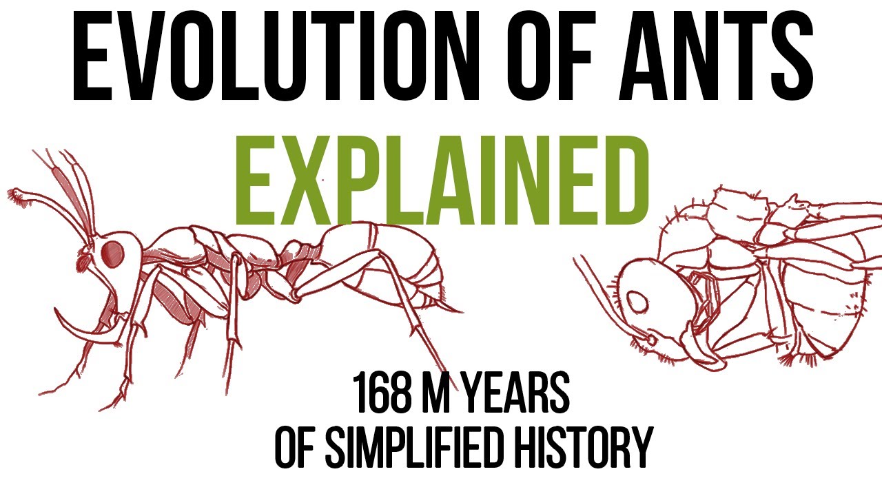 How did ants evolve? A quick and easy exploration of ant history with timelines