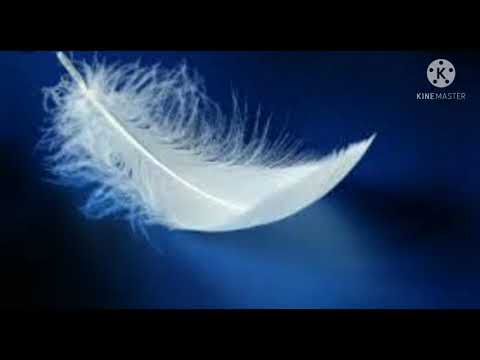 White feather meaning😍😍