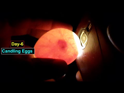 Candling Eggs Day-6 | Incubator For Chicken Eggs