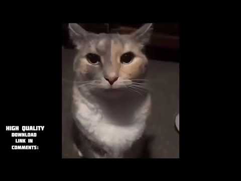 Cat Staring Meme Template Download