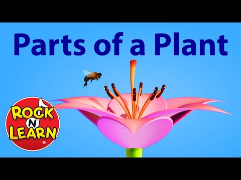 Photosynthesis and Parts of a Plant - for Kids