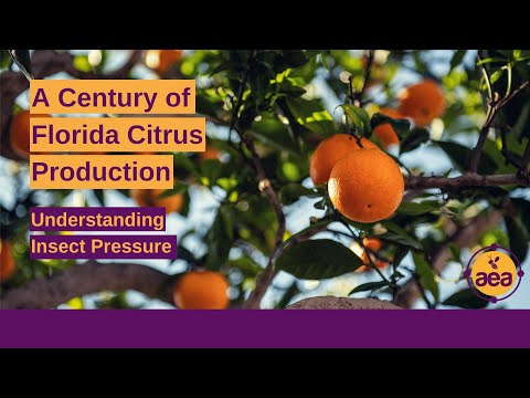 A 100-year review of Florida citrus productionβwhat is causing this steep decline?
