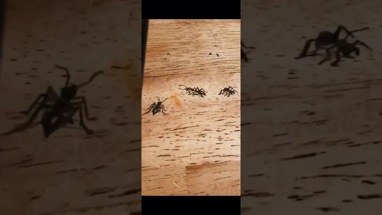 Ants on my tablet #realisticdrawing