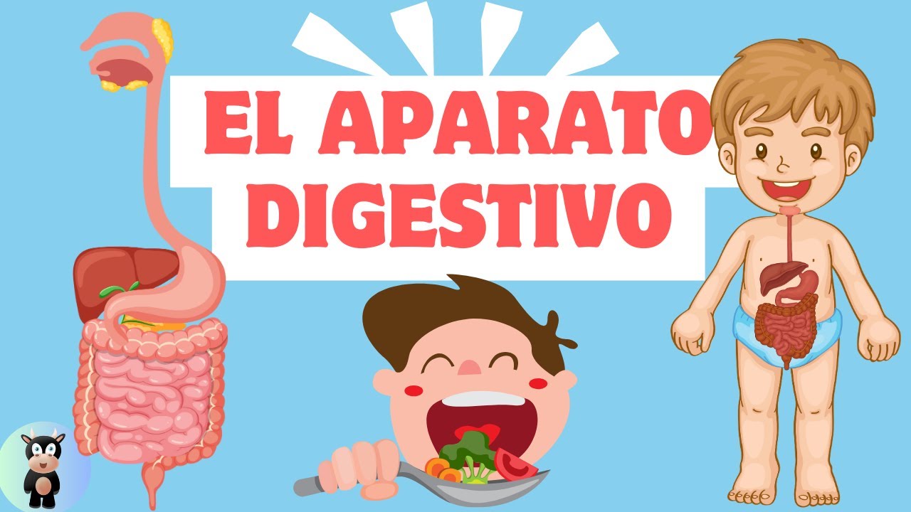 ¡Vamos a aprende el sistema digestivo para niños!