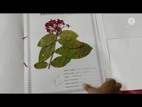 Intermediate second year Practical Herbarium sheets