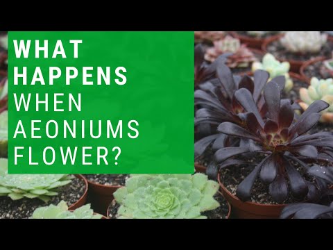 Aeonium Zwartkop | Tabuliforme | Hybrid Attempt