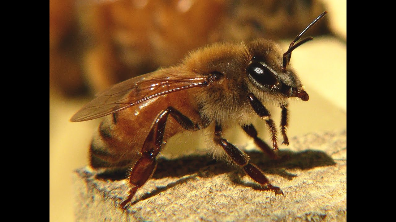 The 28 Best Documentaries about Bees - Documentarytube.com