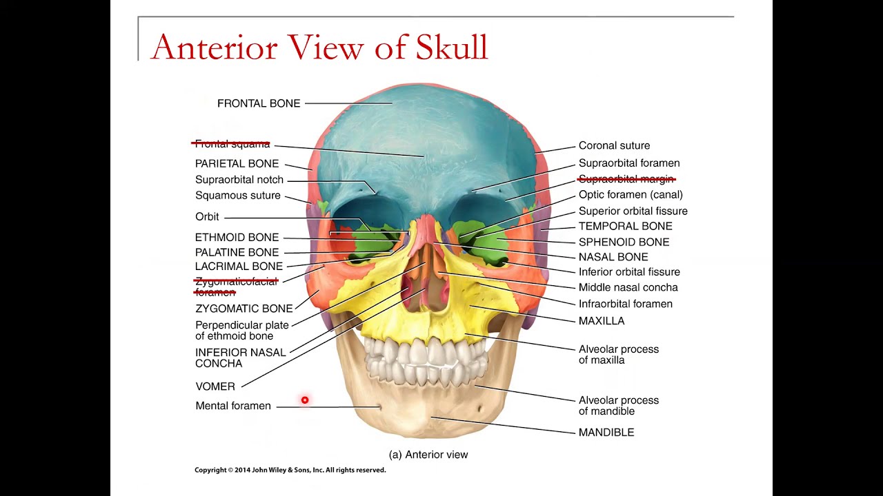 Understanding the Axial Skeleton: A Deep Dive into Anterior Skull Bones ...