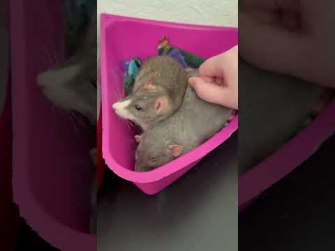 Boggling Rats