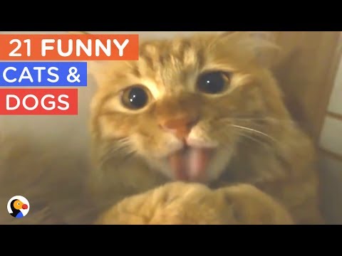 21 FUNNY Cat and Dogs Compilation - Try Not To Laugh | The Dodo Best Of