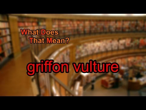 What does griffon vulture mean?